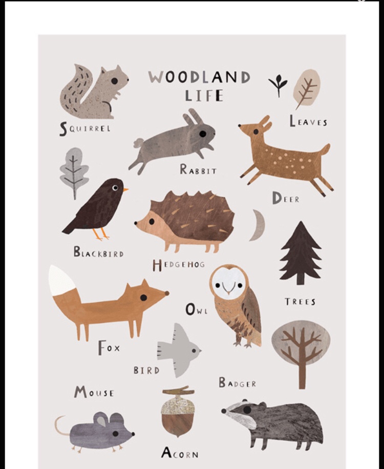 Woodland creatures – St John's RC Primary School